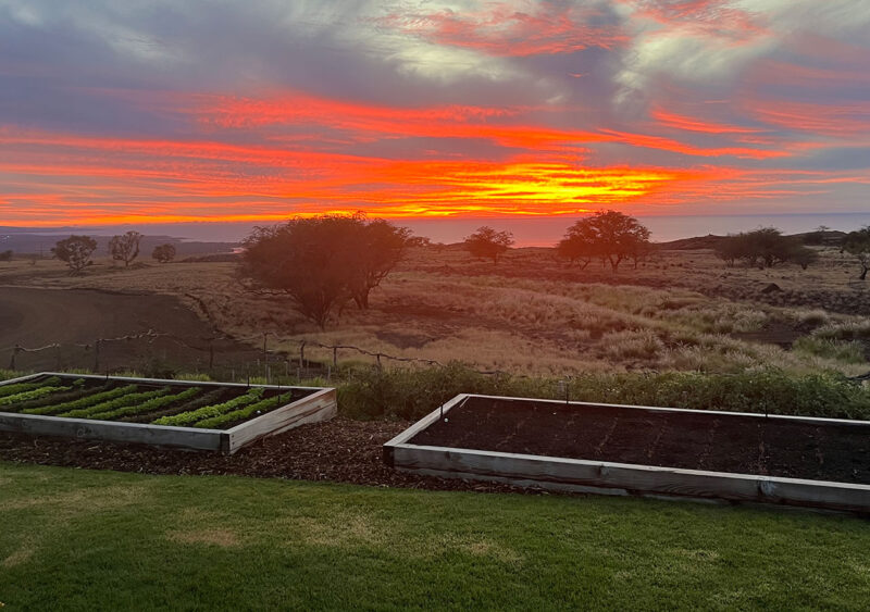ʻŌuli Farms | Upland Living Celebrating ‘Ōuli’s Agricultural Heritage