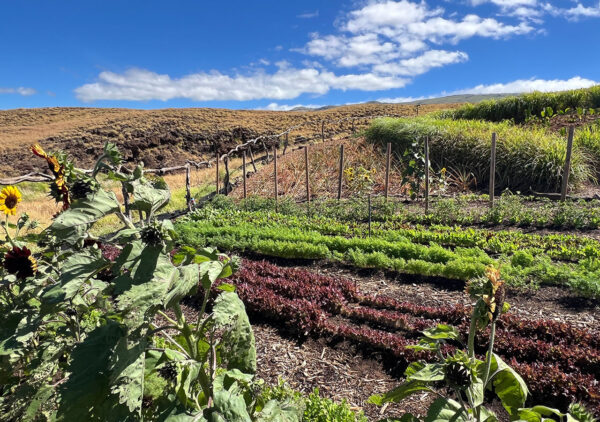 ʻŌuli Farms | Upland Living Celebrating ‘Ōuli’s Agricultural Heritage