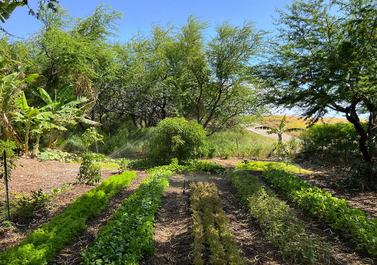 ʻŌuli Farms | Upland Living Celebrating ‘Ōuli’s Agricultural Heritage